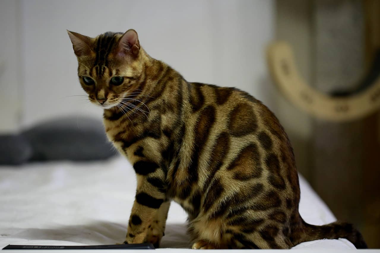 Gatto bengala: caratteristiche, cure e salute | Lametropolis