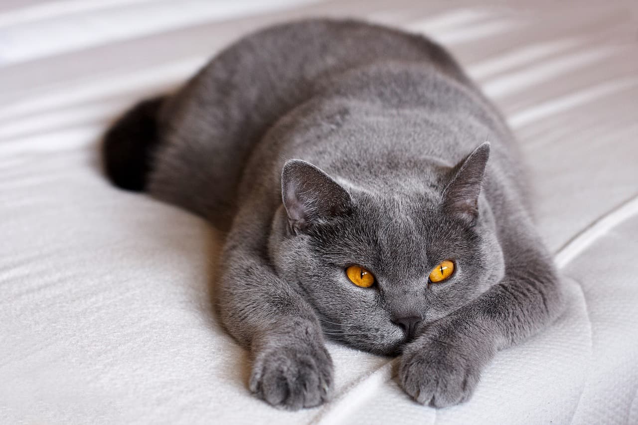 Gatto British Shorthair: aspetto, storia, caratteristiche e salute ...